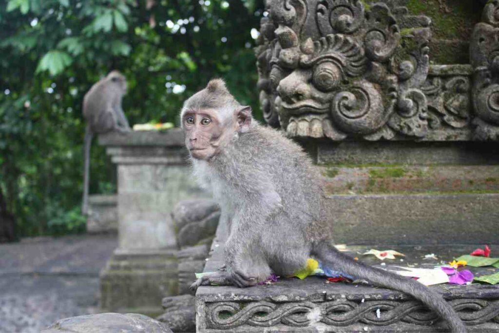 Bali, due turisti sono morti nella Foresta delle Scimmie di Ubud a ...